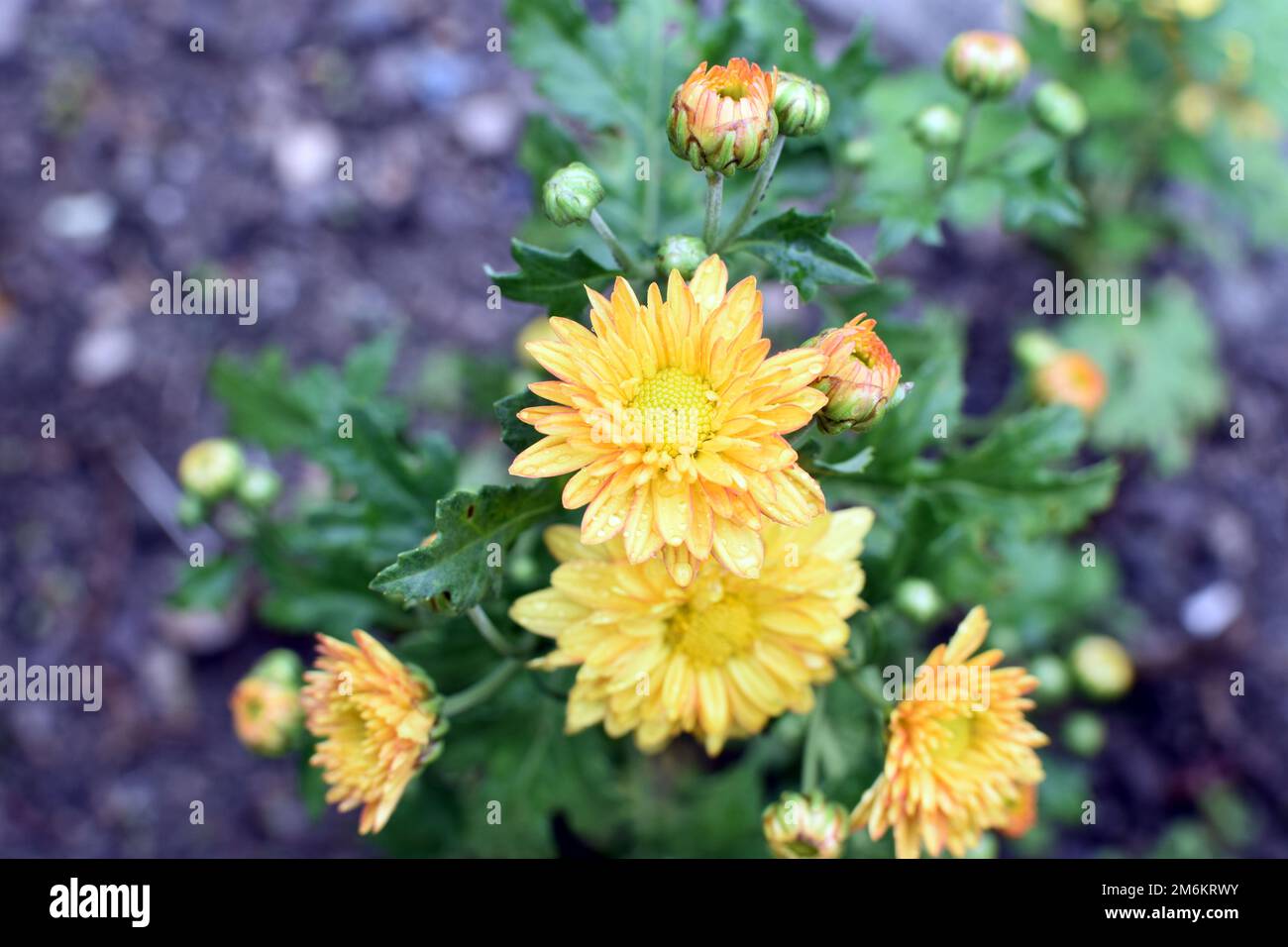 Habitat restoration flowers hi-res stock photography and images - Alamy
