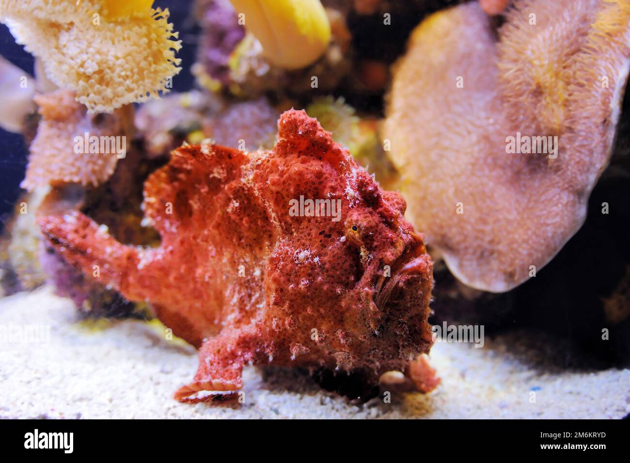 Scarlet frogfish, Antennatus coccineus Stock Photo - Alamy