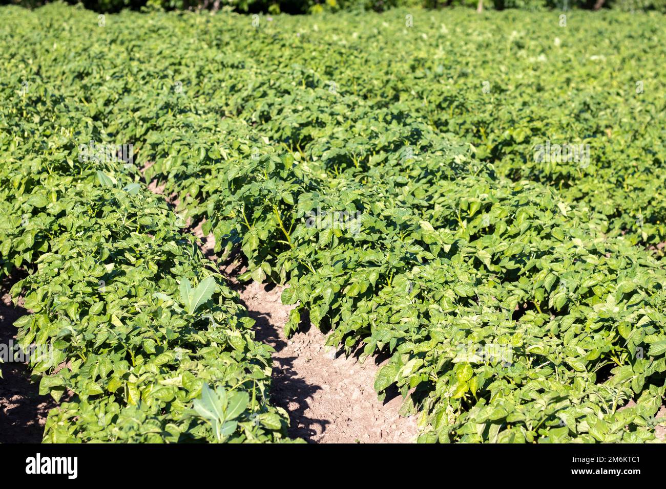 Green field of potatoes in a row. Potato plantations, solanum tuberosum ...