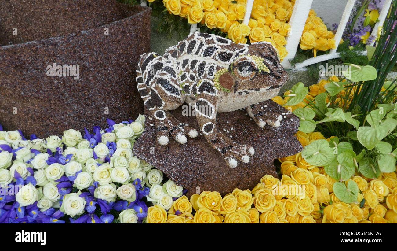 Pasadena, California, USA 3rd January 2023 Frog on Louisiana Rose ...