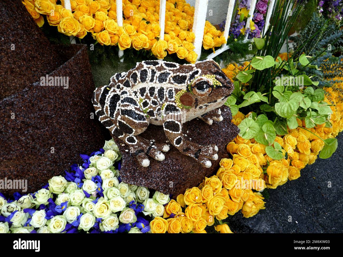 Pasadena, California, USA 3rd January 2023 Frog on Louisiana Rose ...