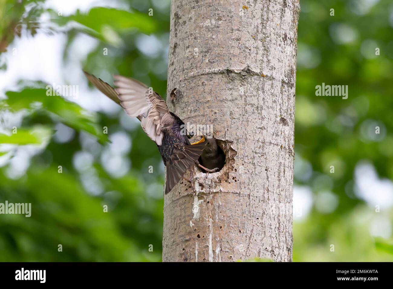 Starling invasive species hi-res stock photography and images - Alamy