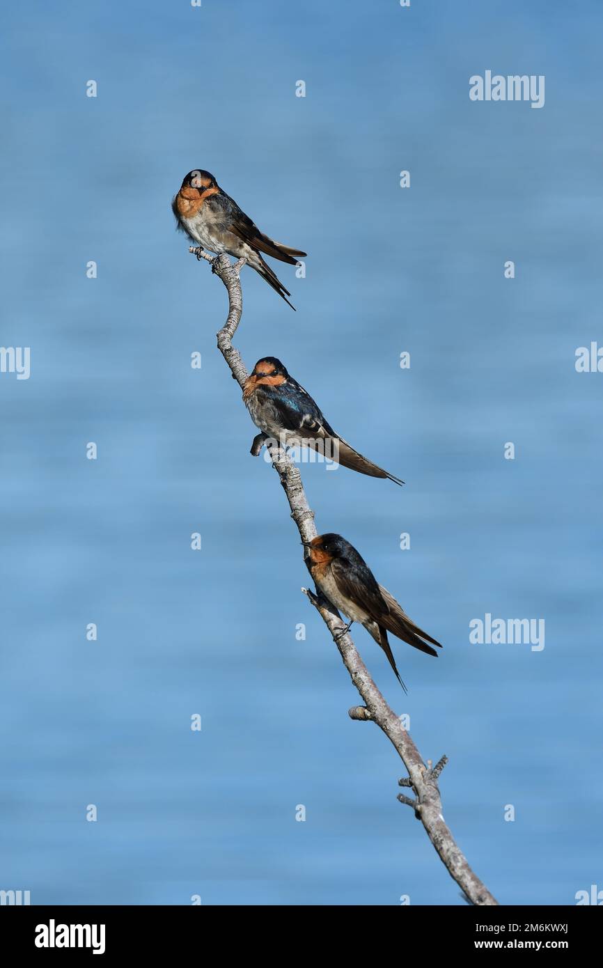 Three Australian adult Welcome Swallow -Hirundo neoxena- birds perched ...