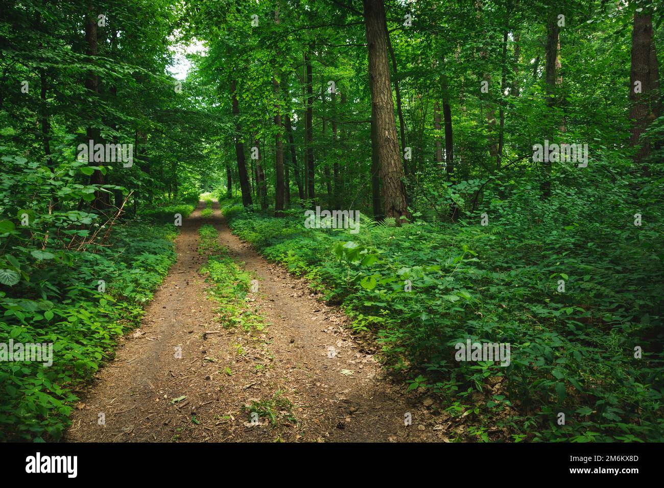 Dirt road through a beautiful green forest Stock Photo - Alamy