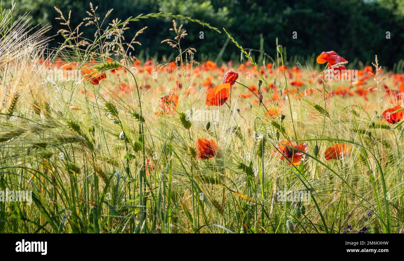Beautiful field on sunny hi-res stock photography and images - Alamy