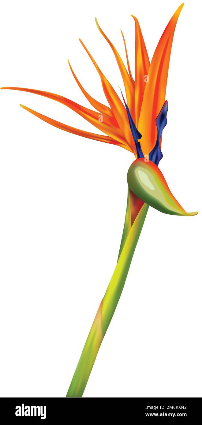 Strelitzia reginae, bird of paradise or crane flower realistic vector illustration. Exotic plant ...