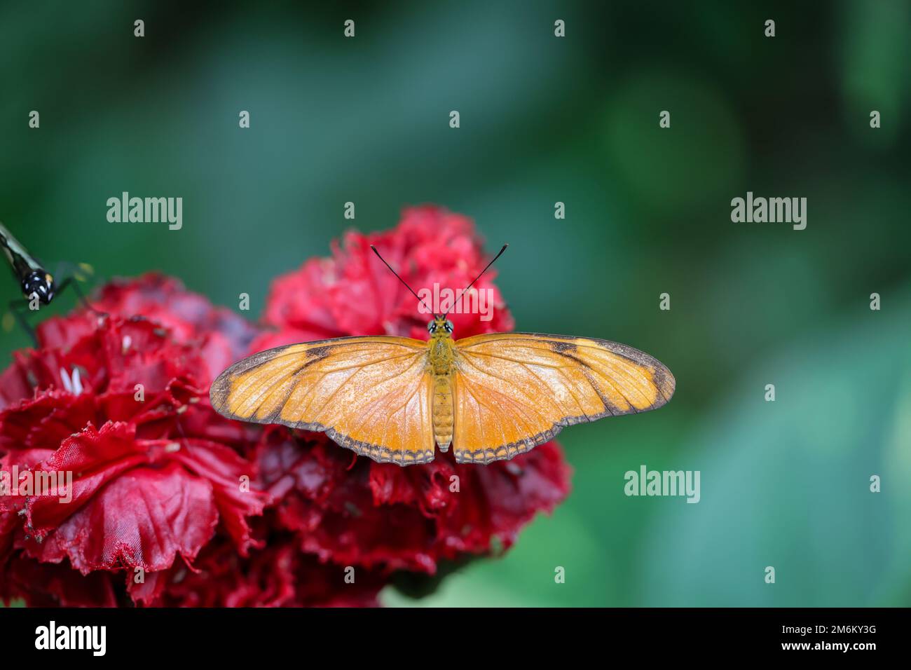 Exotic butterfly macro hi-res stock photography and images - Alamy