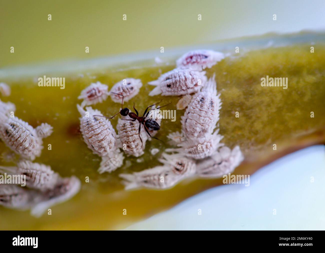 Pest mealybug, macro - close up, mealybug and ant on a plant Stock ...