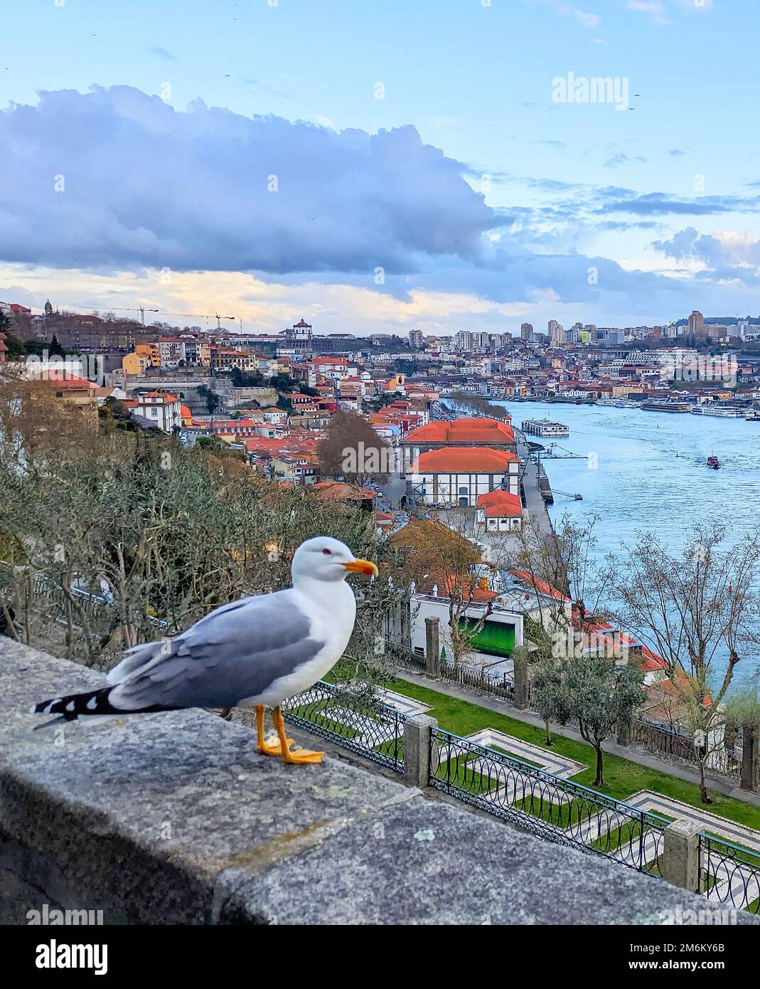 Seagull park Porto cityscape river Stock Photo - Alamy