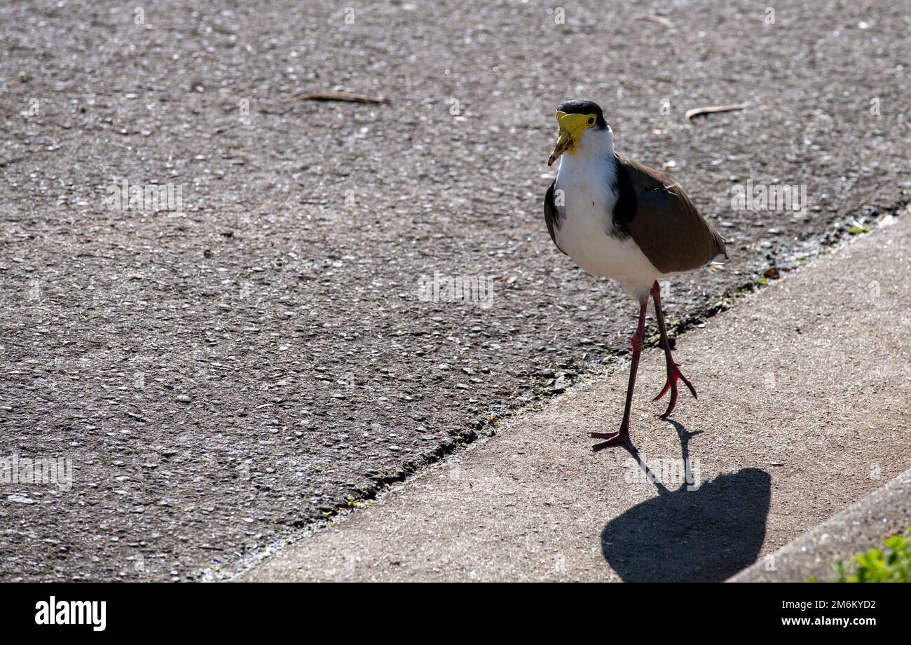 Australian Masked Lapwing (Vanellus miles Stock Photo - Alamy
