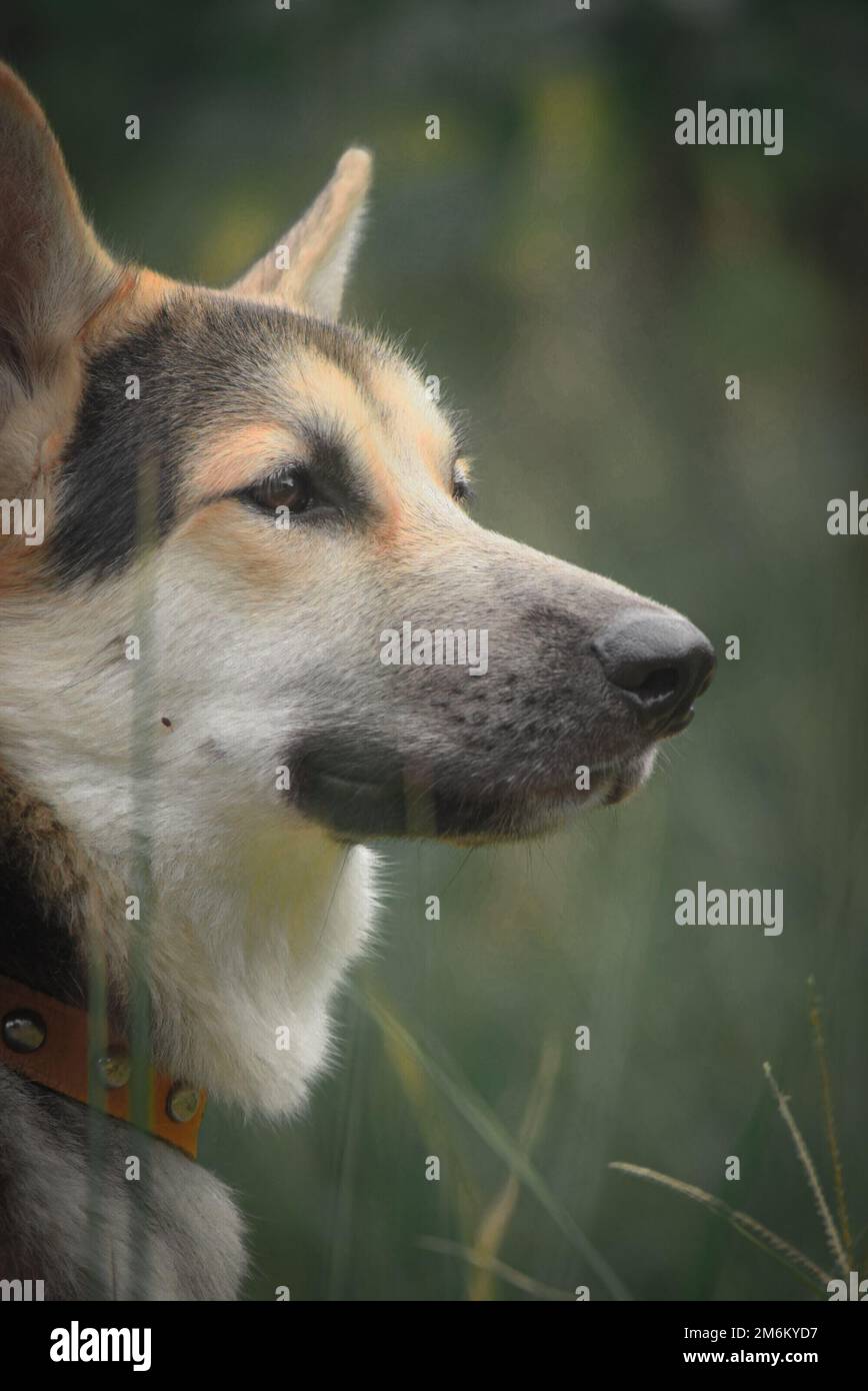 Dog face side view hi-res stock photography and images - Alamy