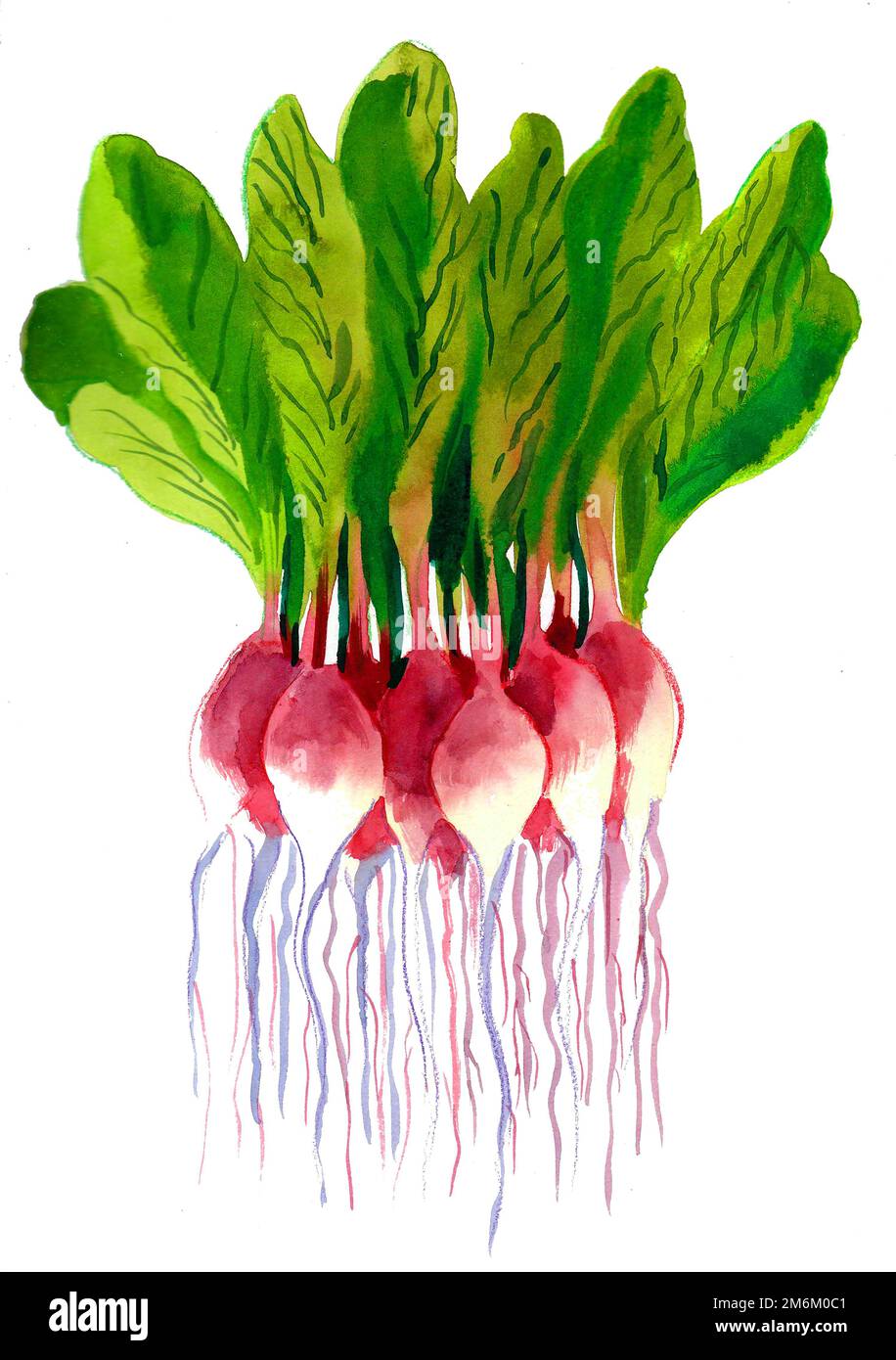 Bunch of radish vegetable. Watercolor drawing Stock Photo - Alamy