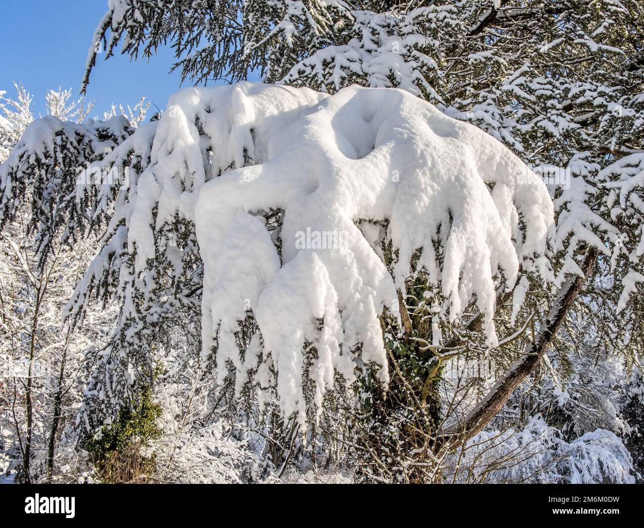 Trees and bushes with snow hi-res stock photography and images - Alamy
