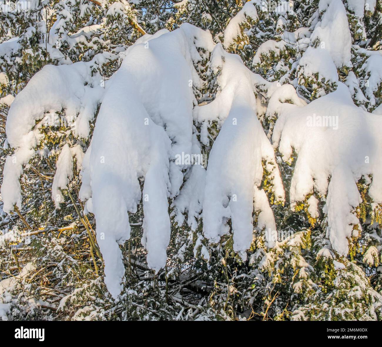 Trees and bushes with snow hi-res stock photography and images - Alamy