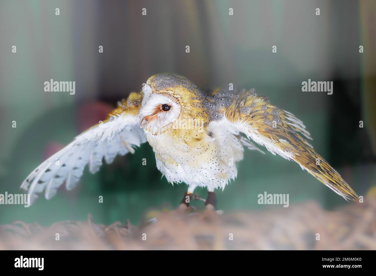 A cute barn owl sits spreading its wings. Exhibition of birds. Bird of ...