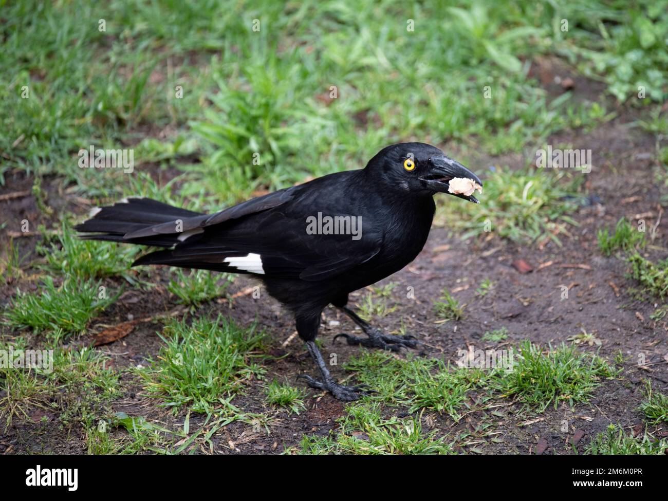 Australian Pied Currawong (Strepera graculina Stock Photo - Alamy
