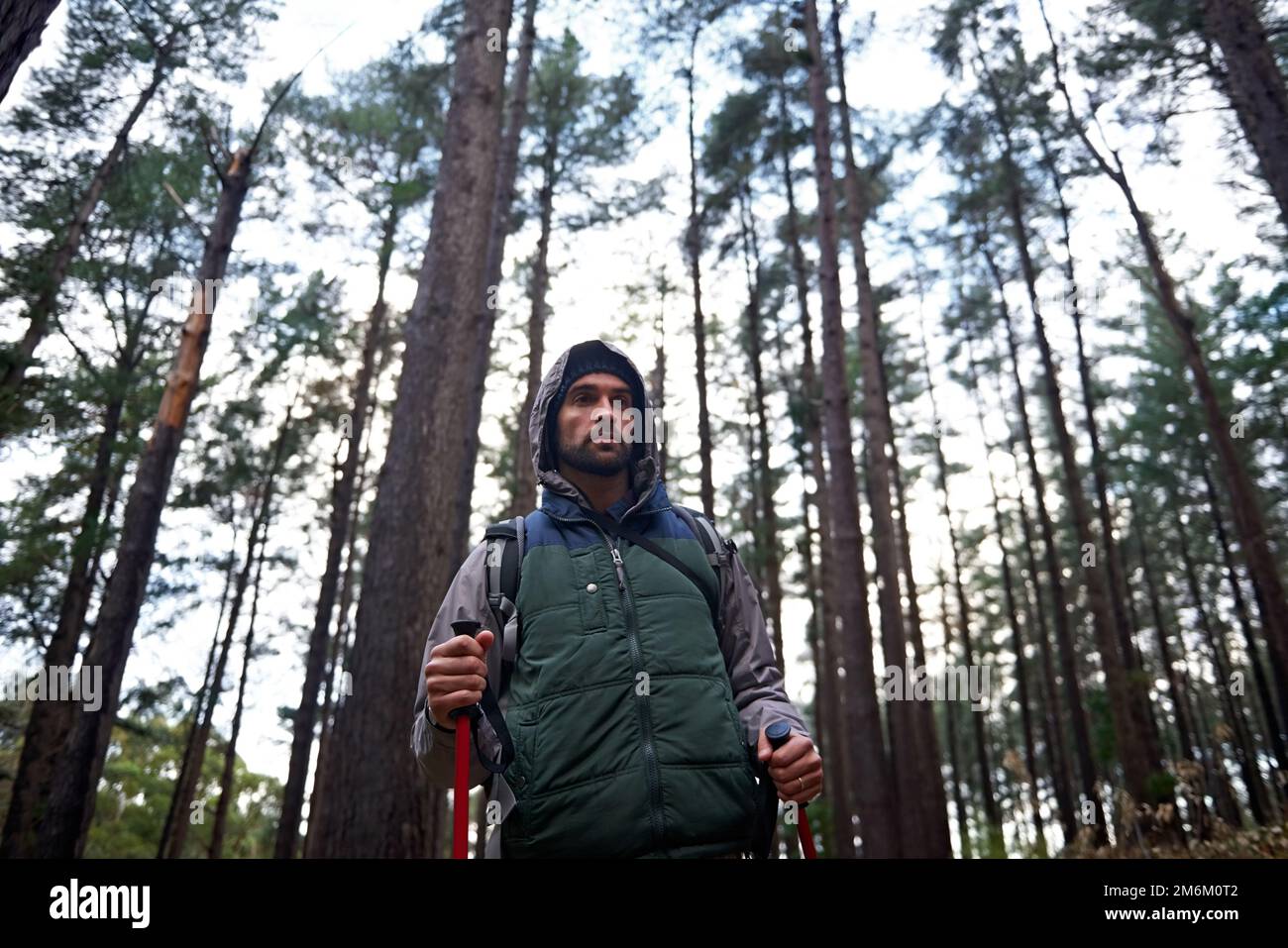 Forest fitness fanatic. a handsome man hiking in a pine forest using ...