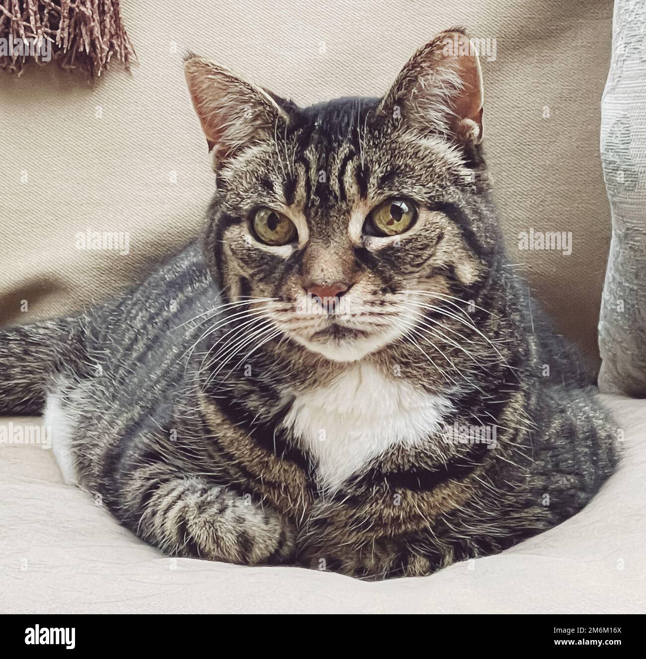 Beautiful cat on furniture hi-res stock photography and images - Alamy