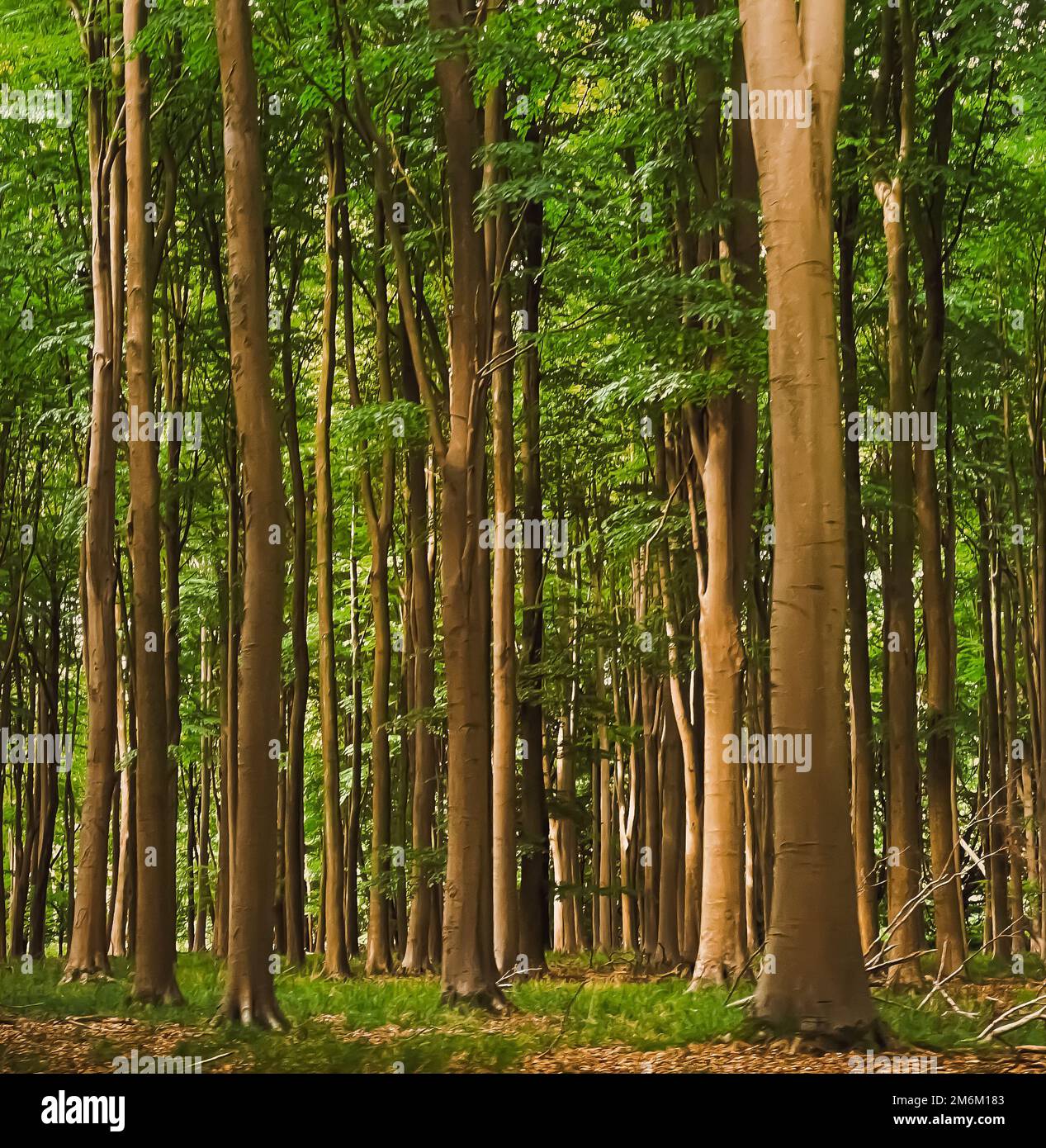 Beautiful trees in summer forest in Hertfordshire, England, nature and ...