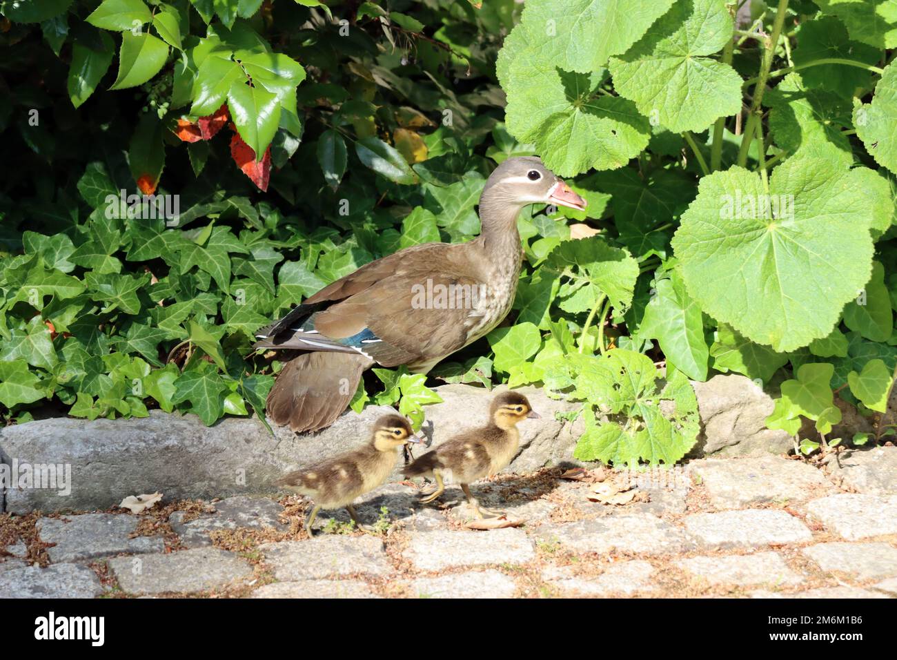 Female mandarin duck (Aix galericulata) with chicks Stock Photo - Alamy