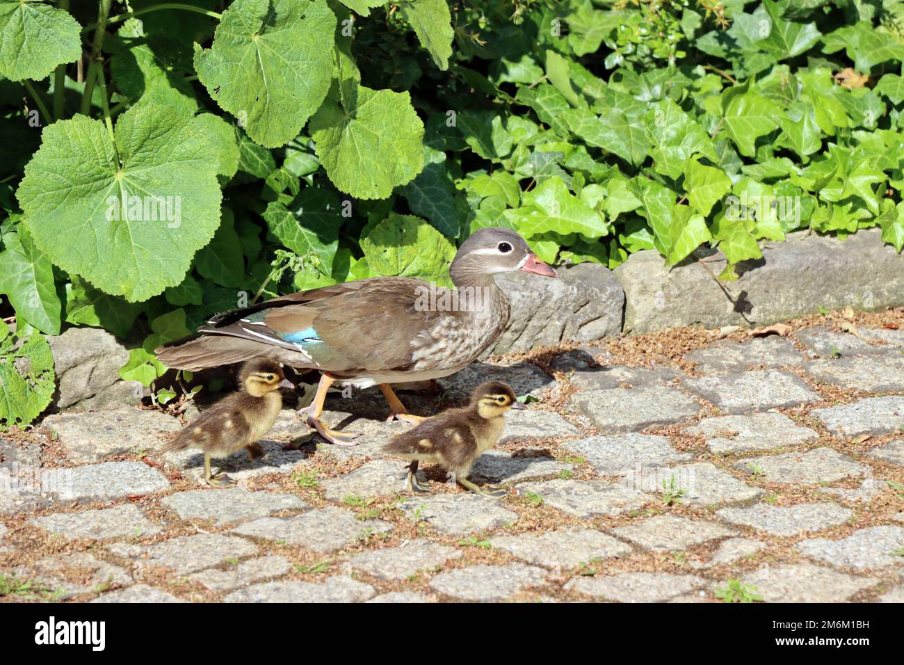 Female mandarin duck (Aix galericulata) with chicks Stock Photo - Alamy