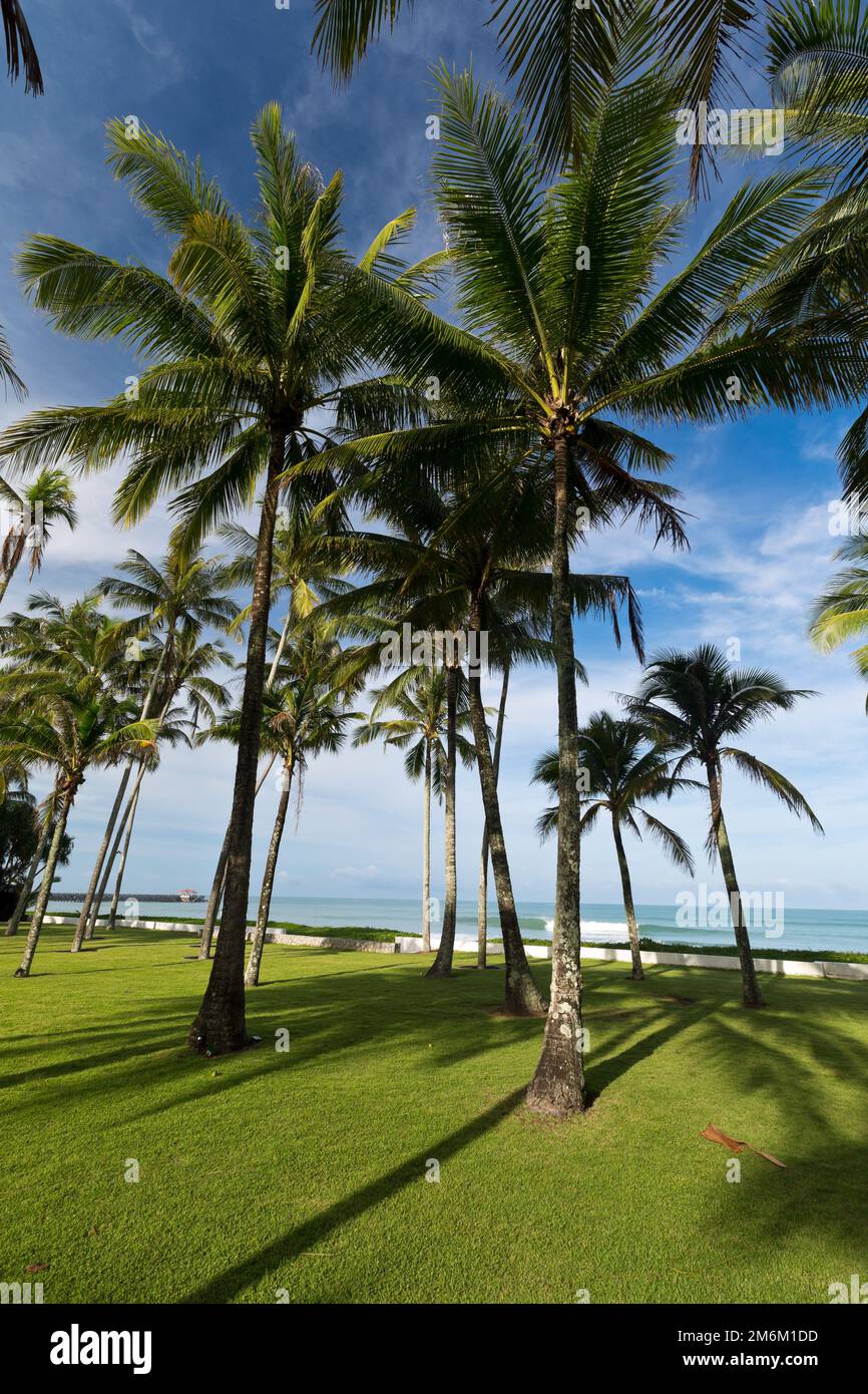 The Thai island of phuket coconut tree Stock Photo - Alamy