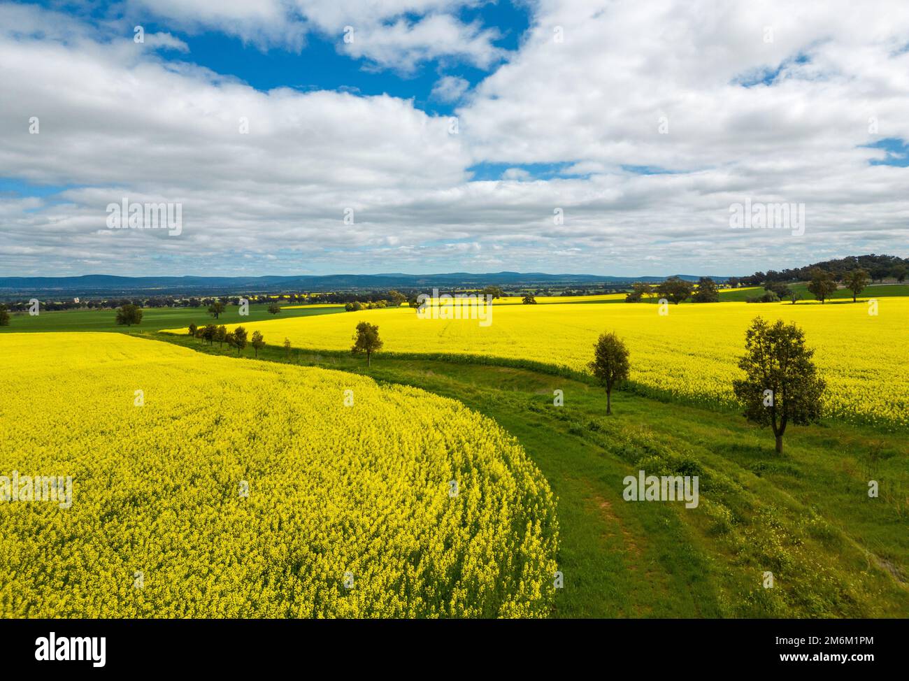 Blooming canola aerial hi-res stock photography and images - Alamy