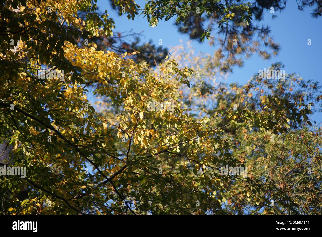Sunlight beaming through foliage hi-res stock photography and images ...