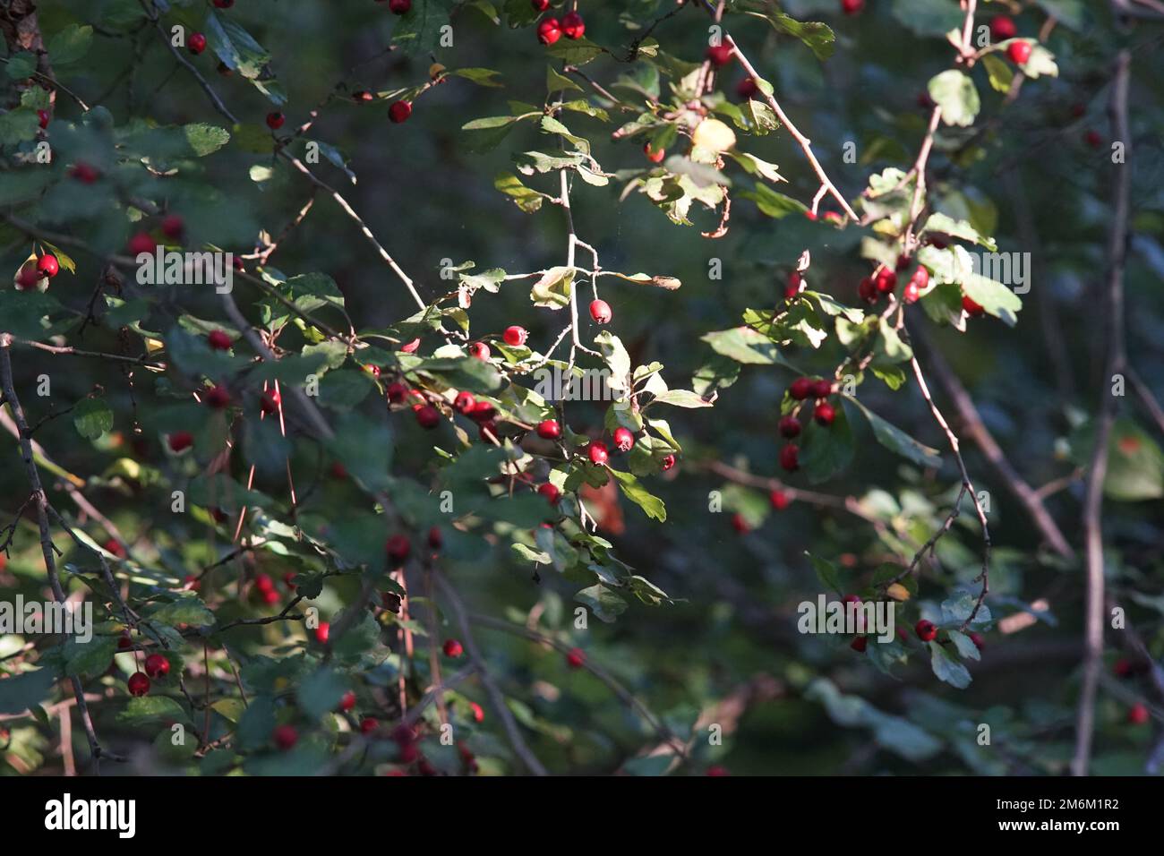 Rose hip shrub garden hi-res stock photography and images - Alamy