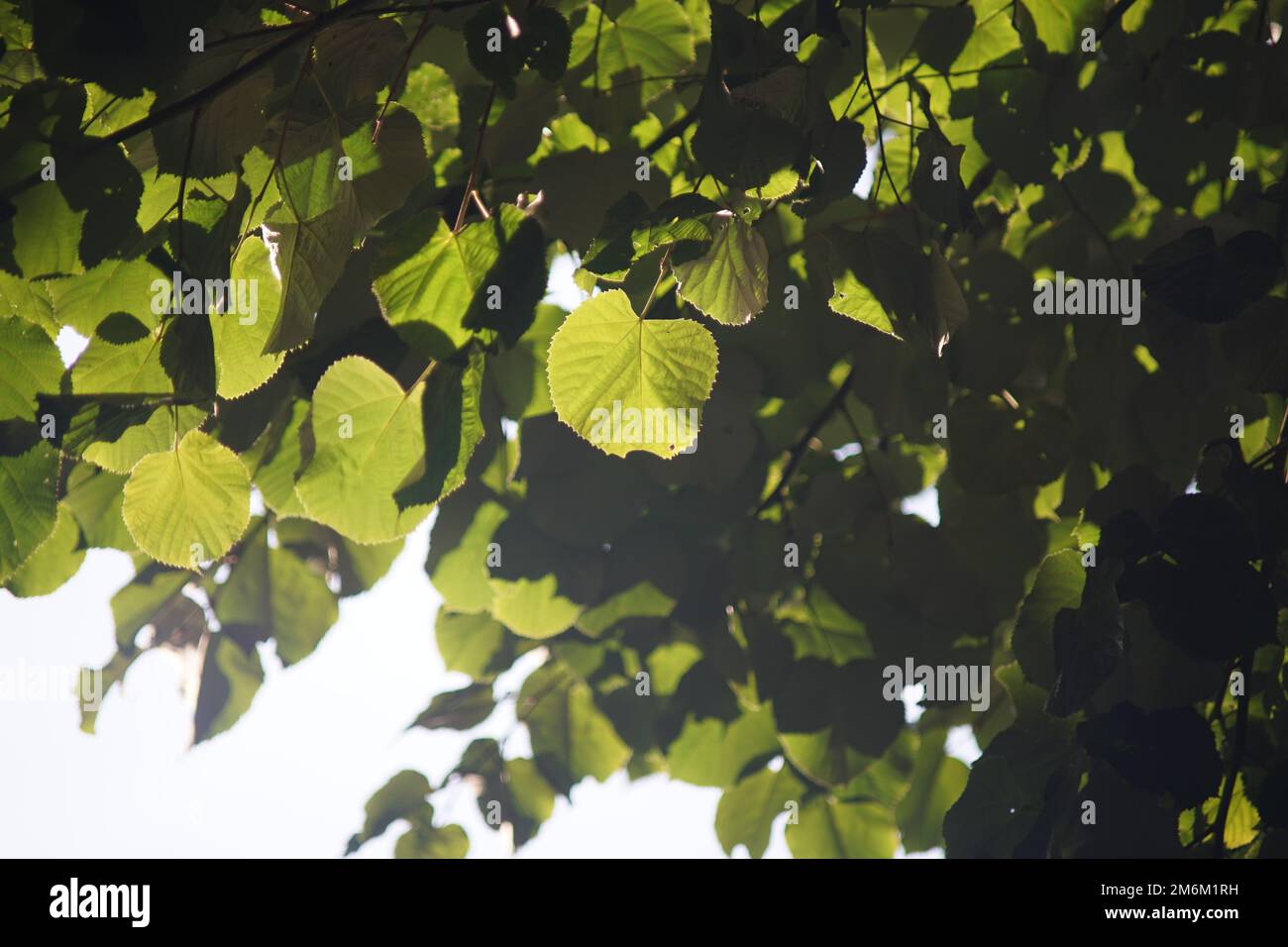 Sunlight beaming through tree hi-res stock photography and images - Alamy