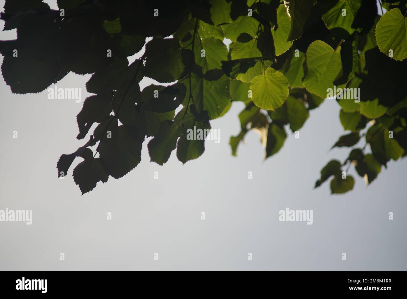 Sunlight beaming through tree hi-res stock photography and images - Alamy