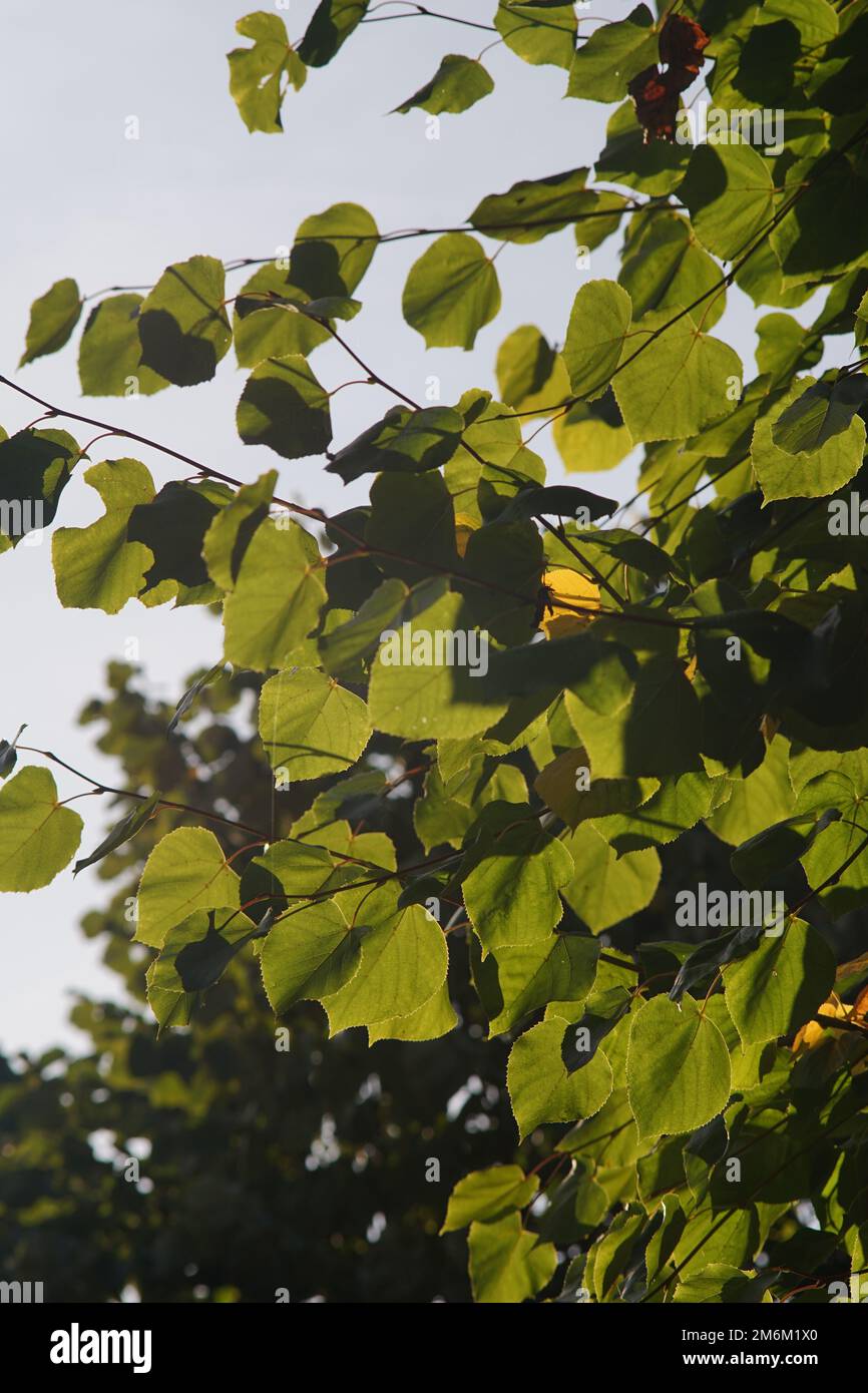 A vertical closeup of sunlight beaming through green leaves of a tree ...