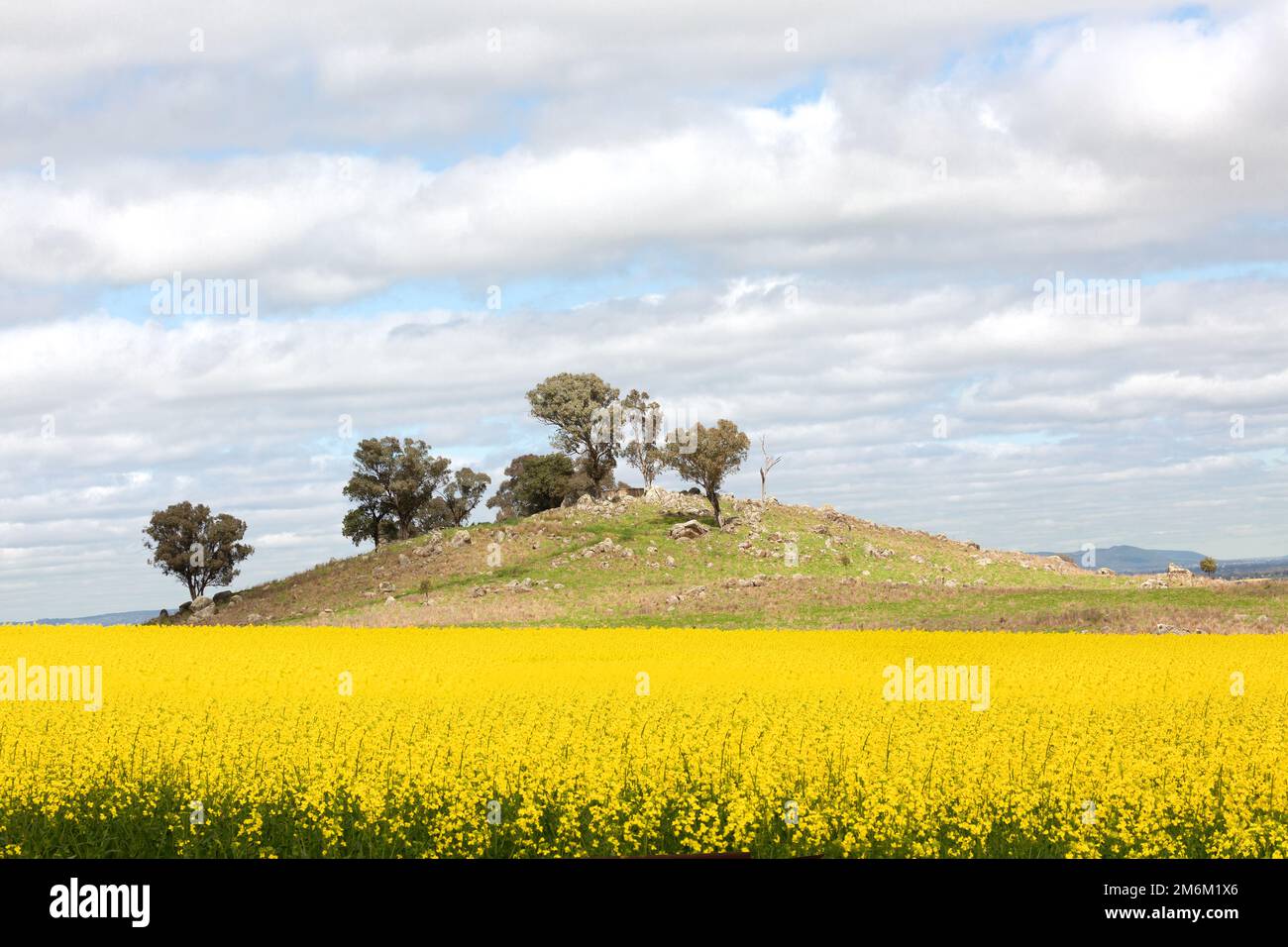 Canola crop growing australia hi-res stock photography and images - Alamy
