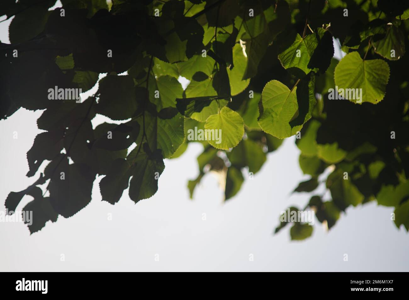 Sunlight beaming through tree hi-res stock photography and images - Alamy