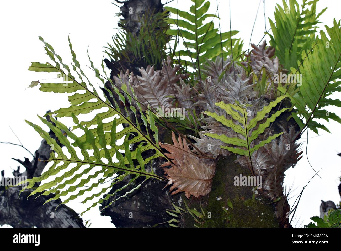 Mountains of timor leste hi-res stock photography and images - Alamy