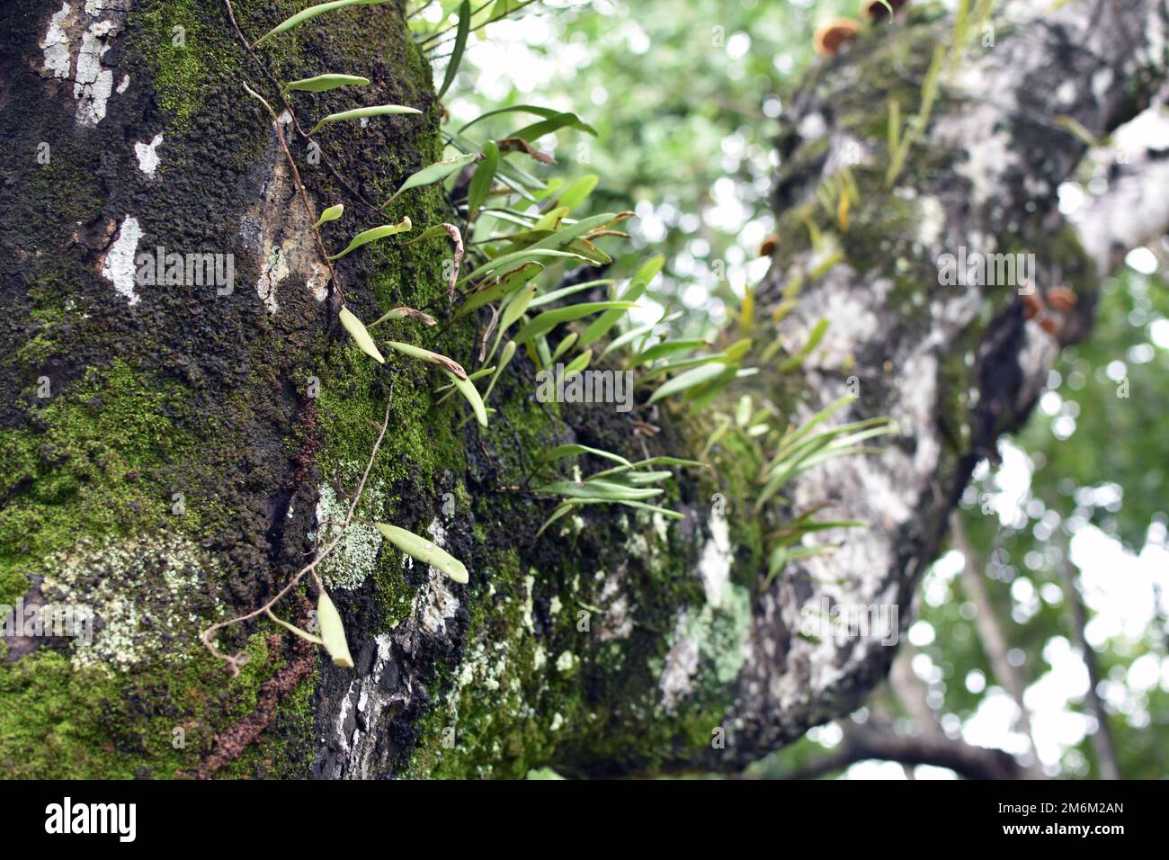 Panorama timor leste hi-res stock photography and images - Alamy