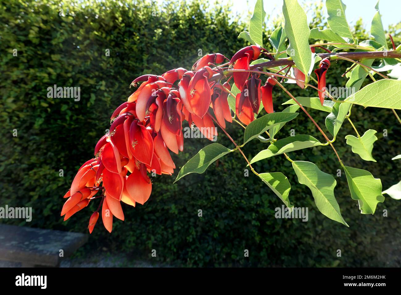 Coral tree (Erythrina crista-galli) - red flower Stock Photo - Alamy
