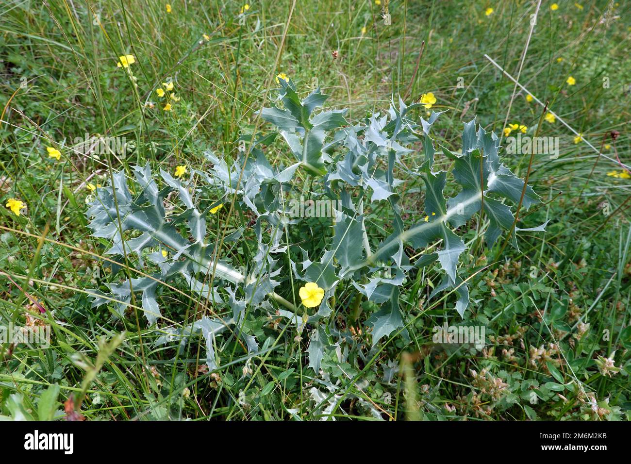 Field habitats hi-res stock photography and images - Alamy