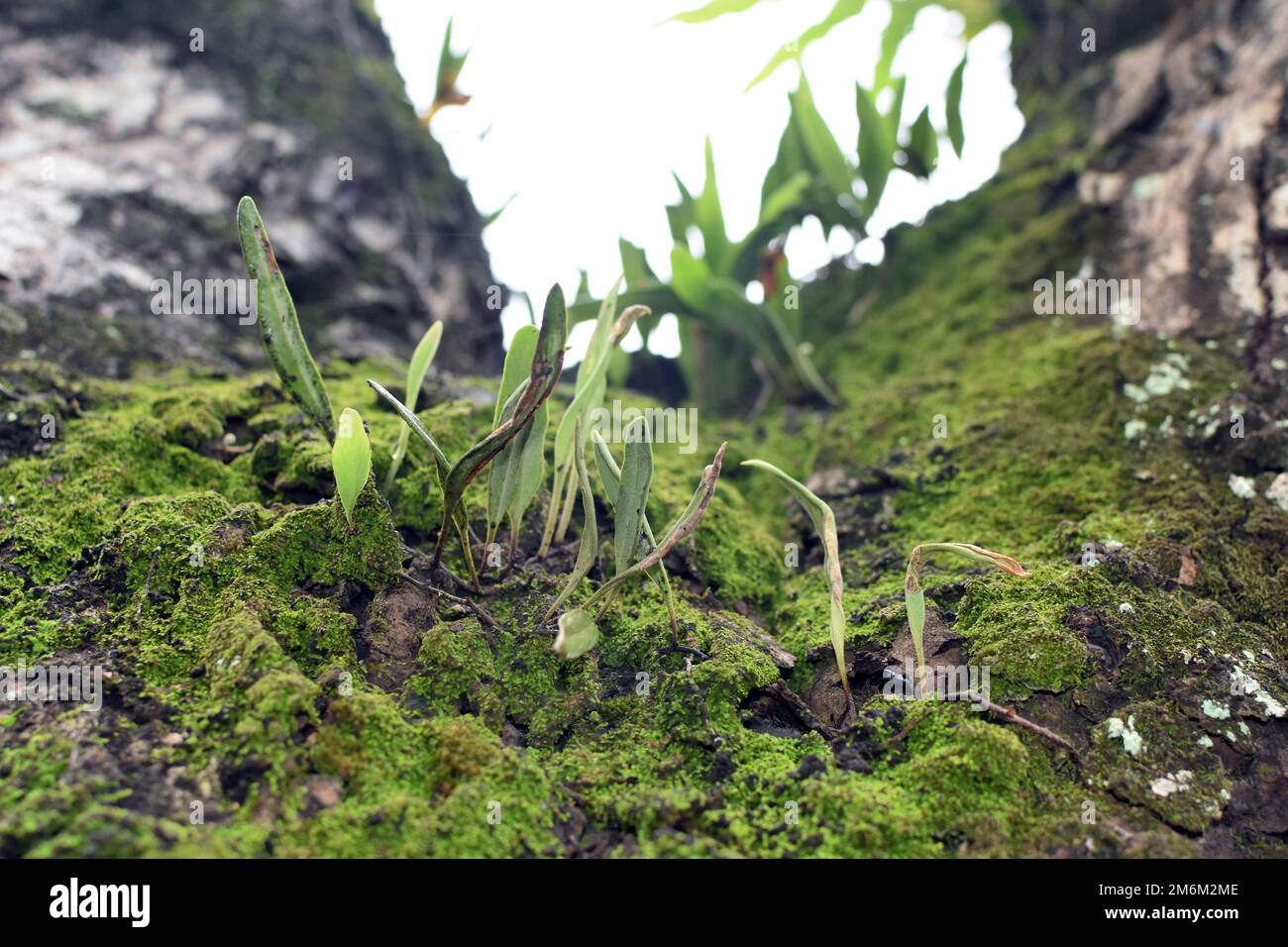 Panorama timor leste hi-res stock photography and images - Alamy