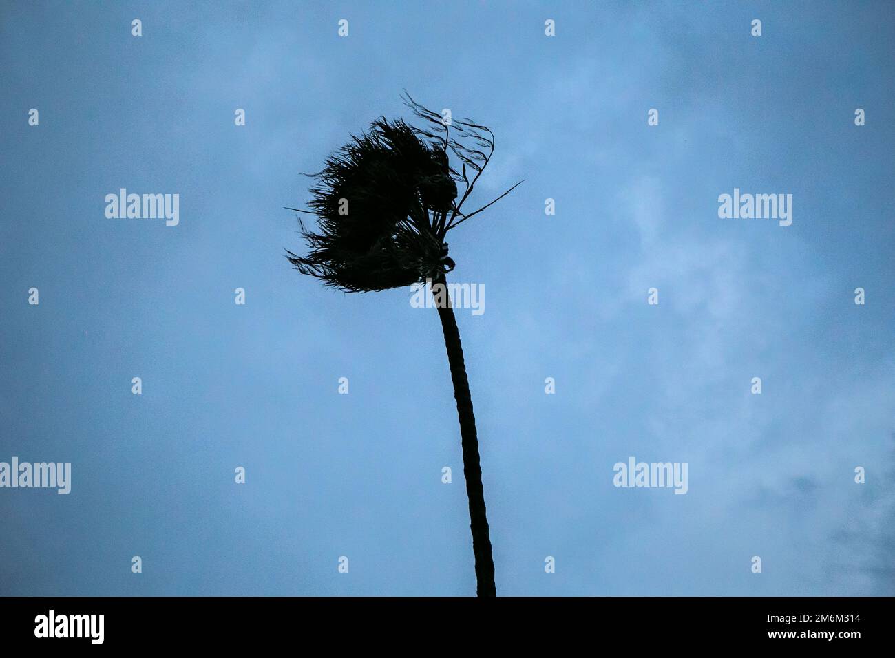 A palm tree impacted by the wind gusts from a bomb cyclone in ...