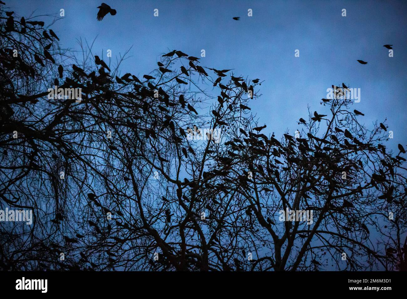 A flock of crows roosting as wind and rain from a bomb cyclone hits ...