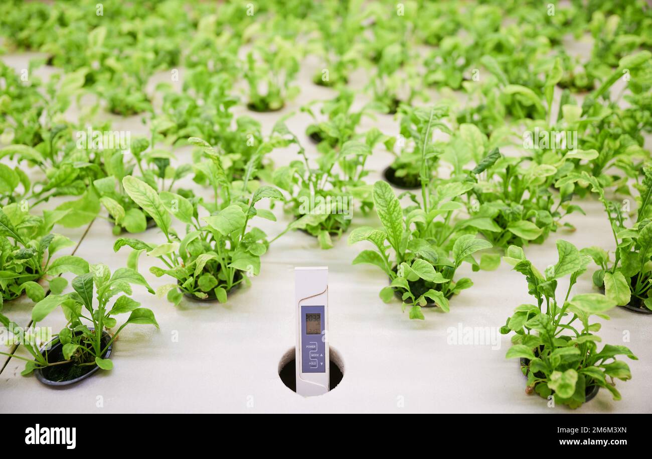 Close up of water conductivity meter device and plant seedlings in ...