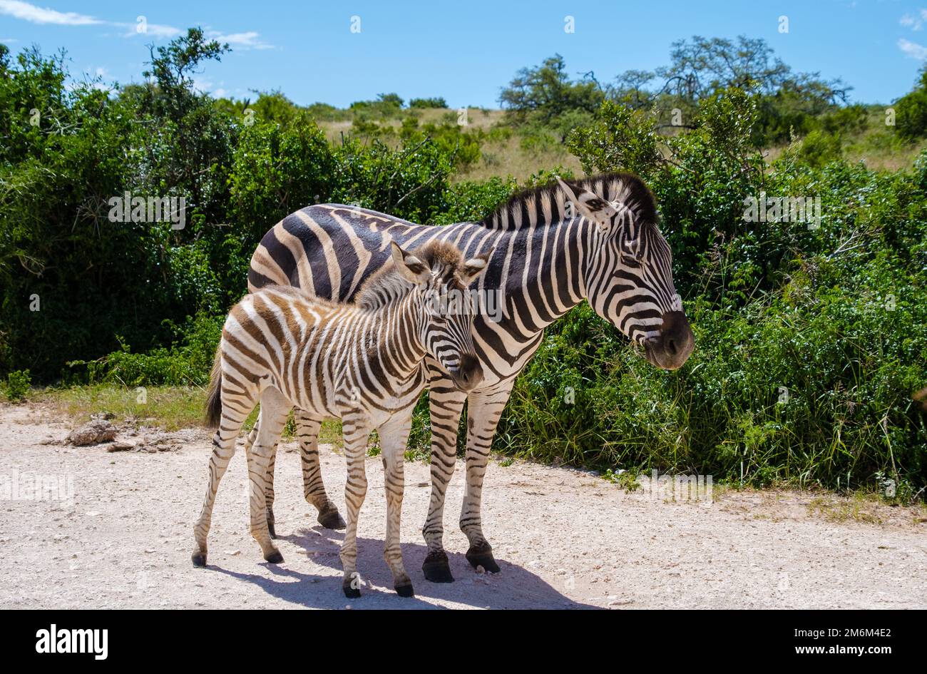 Zebra in the Africa, Addo Elephant park South Africa, Family of zebra ...