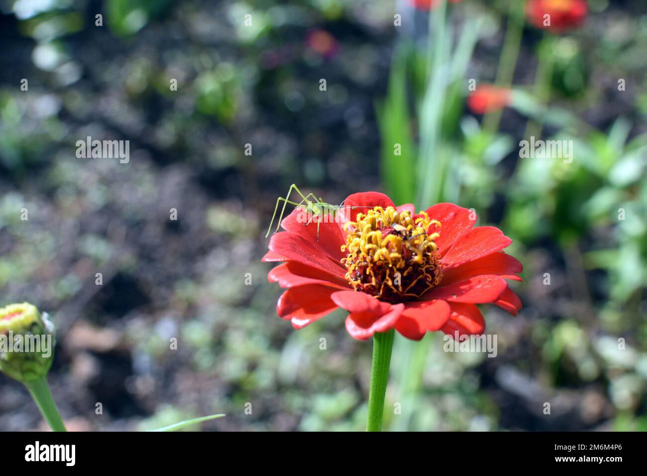 Regenerative agriculture flowers hi-res stock photography and images ...