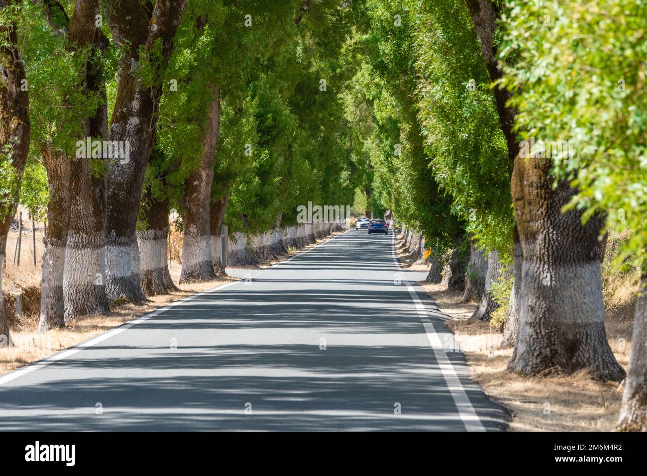 An asphalt road in the middle of the tall trees Stock Photo - Alamy