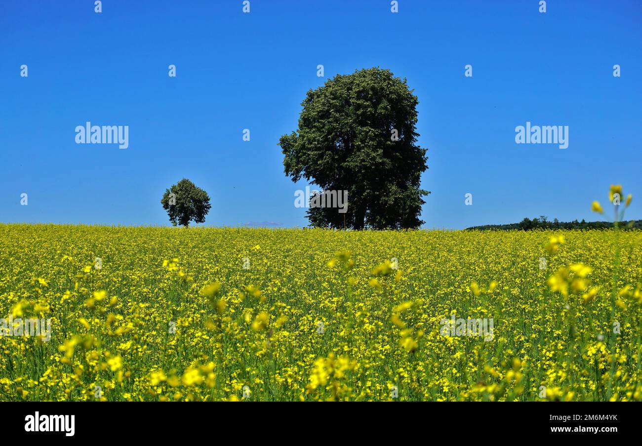 Sinapsis hi-res stock photography and images - Alamy