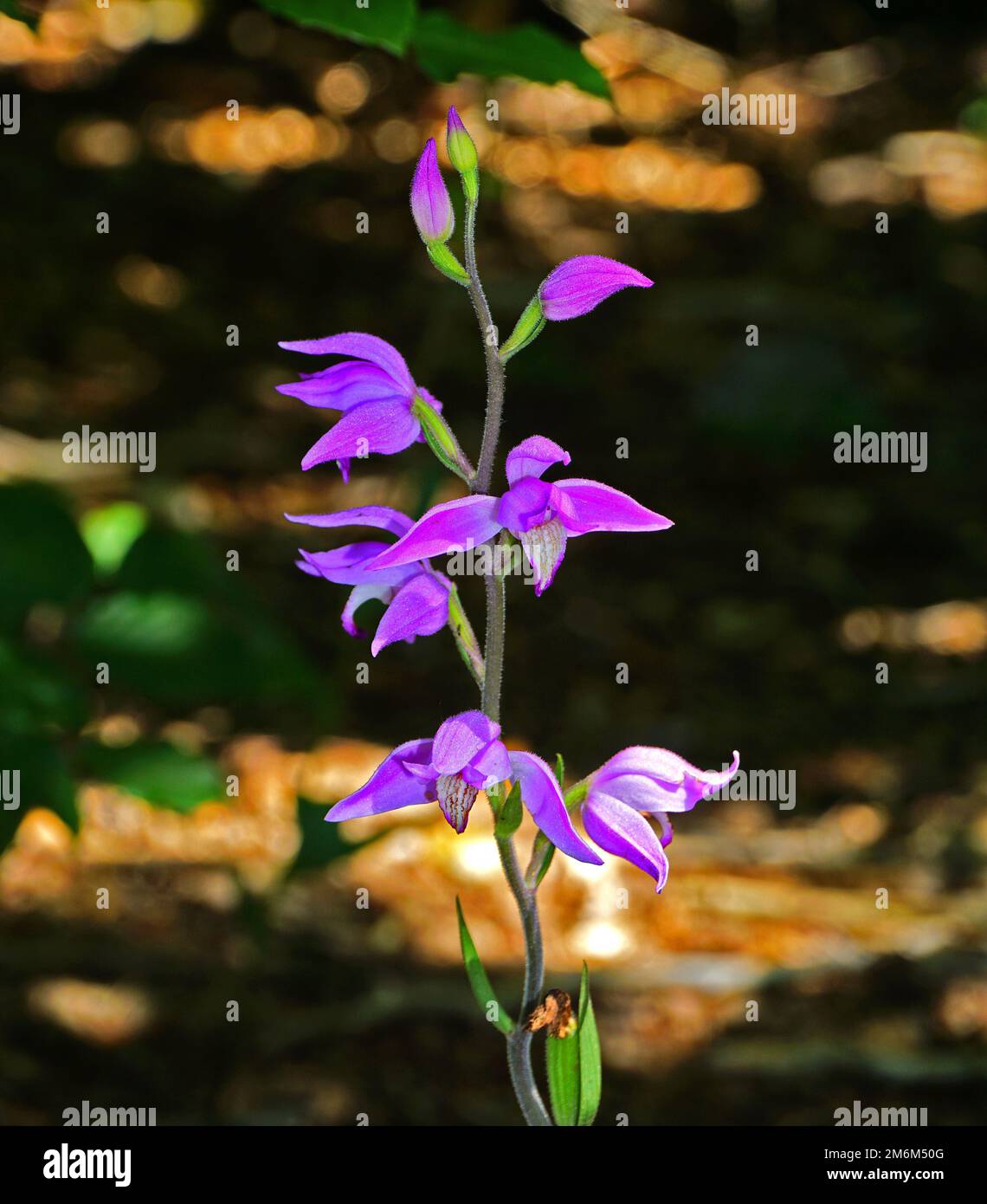 Red helleborine; Cephalanthera rubra Stock Photo - Alamy