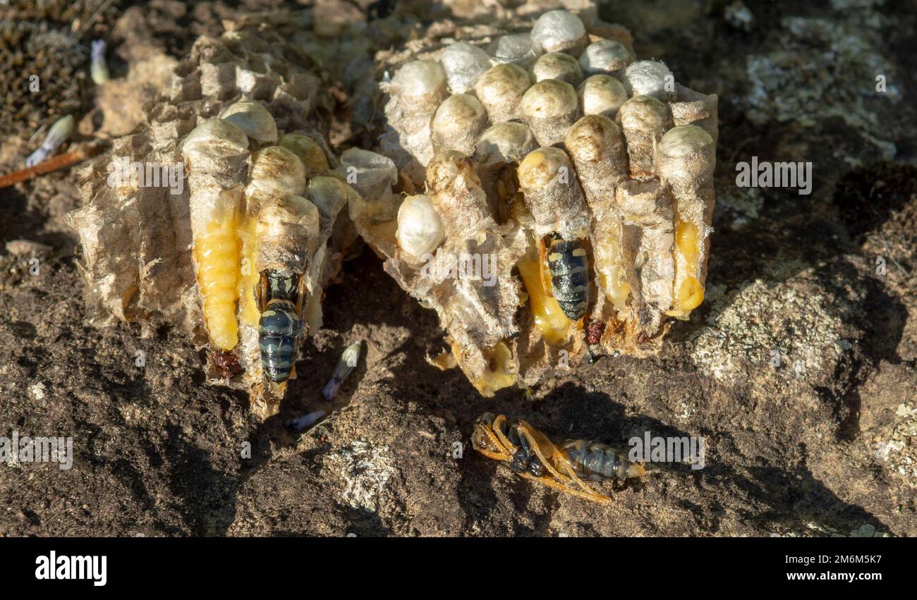Wasp nest cross section. Vespula germanica vespiary close up. Detail ...