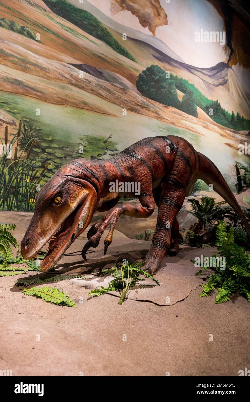 Seattle Pacific science center dinosaur models Stock Photo - Alamy