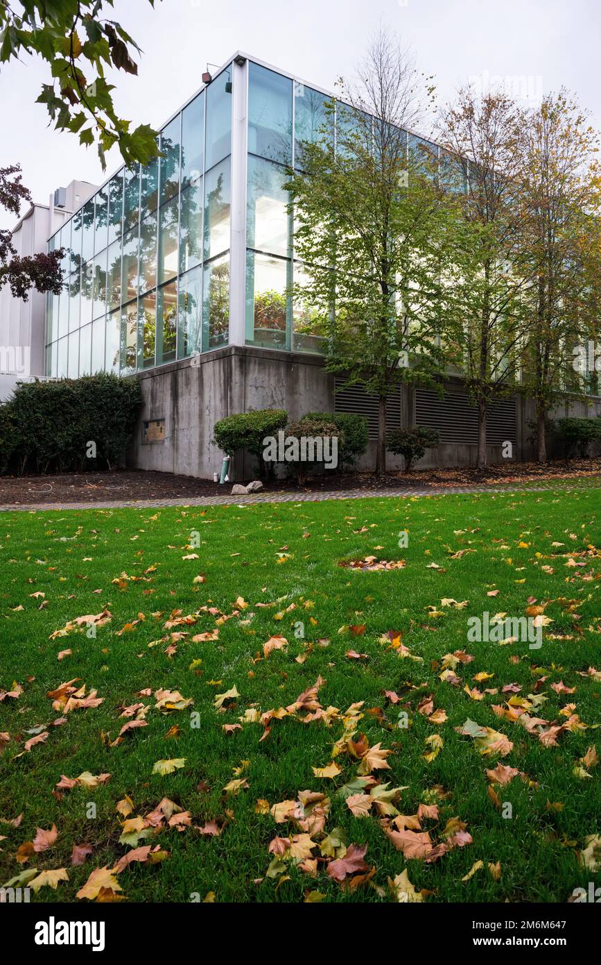 Wutong tree hi-res stock photography and images - Alamy